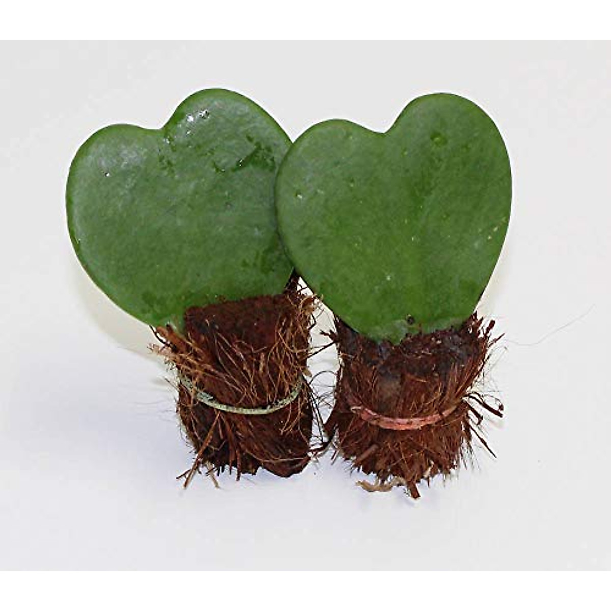 Athena's Garden Modern Black Pot with Polished River Rocks and Lichen. Live Heart-Shaped Hoya Plants Square, Green