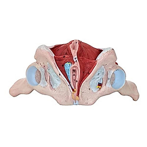 Axis Scientific Female Pelvis Model with Muscles Pelvic Floor, Ligaments, and Nerves Anatomy Model