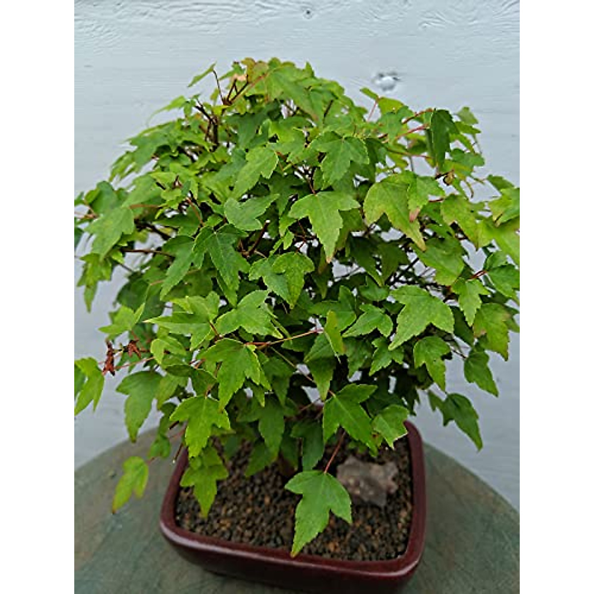 Dwarf Trident Maple Outdoor Bonsai Tree