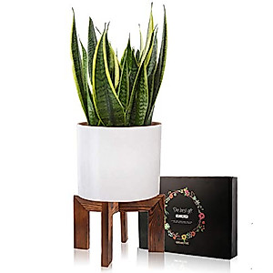 Wood Plant Stand, Mid Century Modern Planter Stand Rattan Flower Pot Stand, Low Short Plant Stands Indoor - Boho Rustic Wooden Stool for Plant Pot Holder, Fit 5-15 Inch Pot