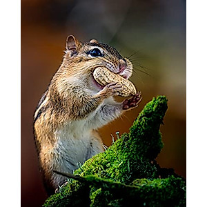 Backyard Seeds Squirrel, Deer Feed & Wildlife Mix 20 Pounds