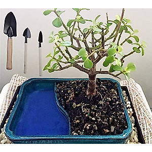 Hofumix Bonsai Tree Kit Bonzai Plant Tools Gardening Tools Set for Succulent Beginner Small Bonsai Care 10Pcs