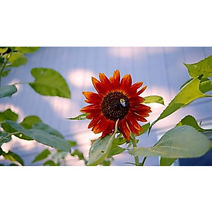 Sereniseed Sunflower Seeds Collection (10-Pack) – 100% Non GMO, Open Pollinated – Grow Guide