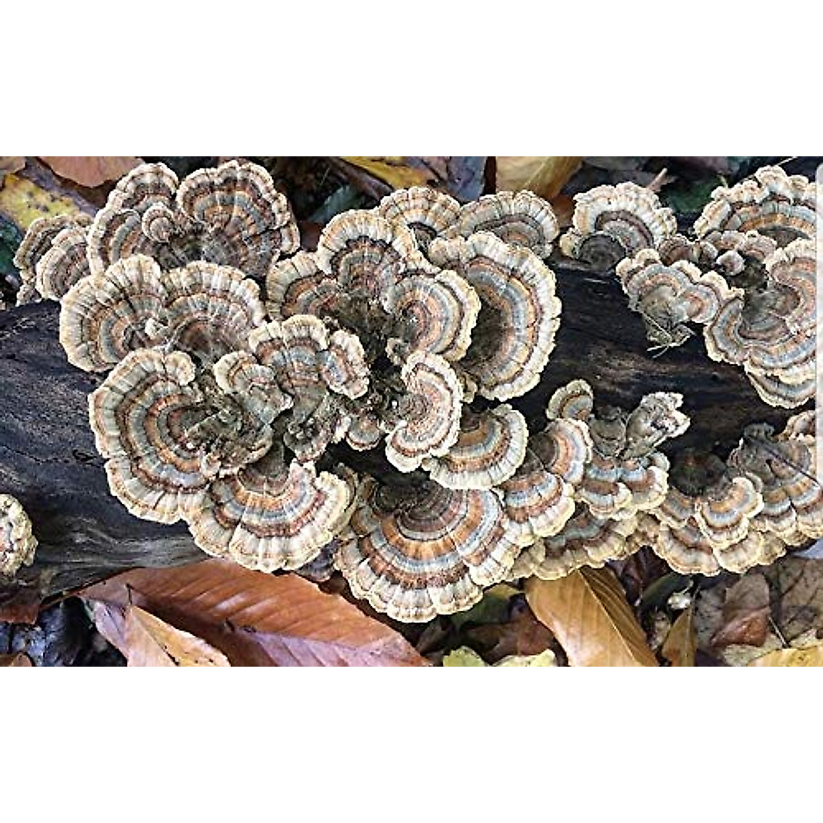100 Turkey Tail Mushroom Spawn Plugs to Grow Gourmet and Medicinal Mushrooms at Home or commercially.