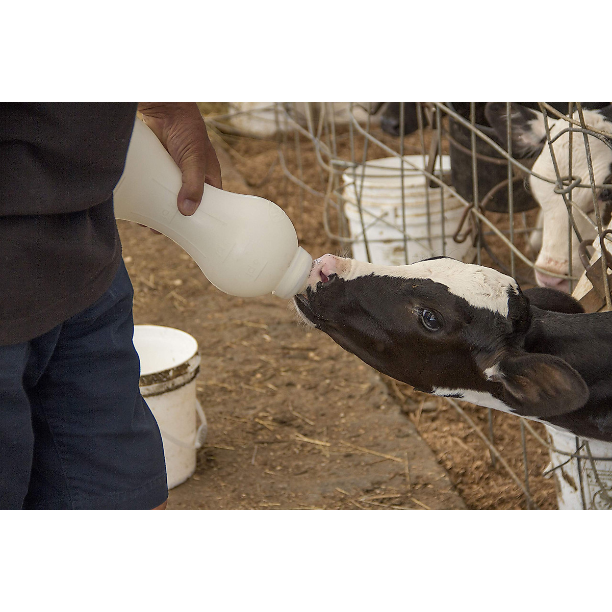 BESS Calf 2qt Nursing Feeding Bottle: Leak-Free, Non-Collapsing, with Clear Screw-on Nipple