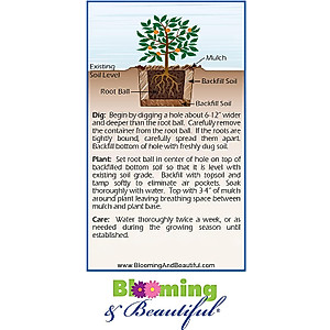 Blooming & Beautiful - Porcupine Maiden Grass - Ornamental Grass - Stiff Spikey Green Quill-Like Foliage - Horizontal Golden Stripes - Zones 4-9 - Miscanthus sinensis 'Strictus' - 3 Gallon Pot