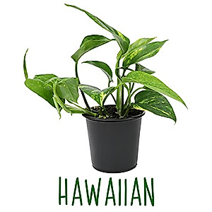 Altman Plants, Live Pothos Plants (4PK) Indoor Plants Live Houseplants, Pothos Live Plant House Plants Indoors Live Plants, Money Plant Indoor Pothos Plant Decor, Devils Ivy Trailing Plants Live