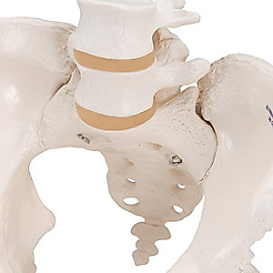 3B Scientific A61 Female Pelvic Skeleton - 3B Smart Anatomy