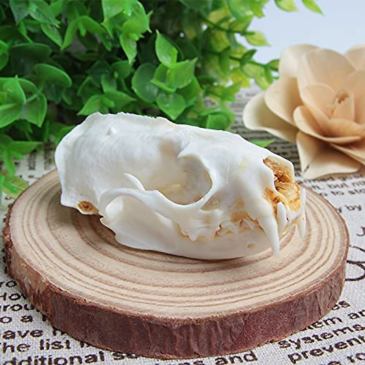 Acxico 1Pcs Mink Skulls Skull Specimen Animal Bone Specimen Gifts Skulls