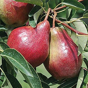 20 Seeds of Mixed Pears Trees, Bartlett, Kieffer, Green Anjou, Red Anjou, Asian Singo Pears Trees Seeds