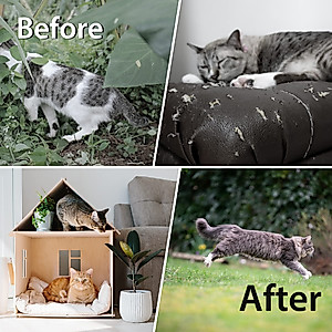 MAGIC CAT Cat Repellent Outdoor, 12 Pack Peppermint Oil Cat Deterrent Indoor for Home to Protect Furniture Curtain Pet Family Safe, Dog Repellent to Keep Feral Cats Stray Dogs Out of Yard Garden Lawn