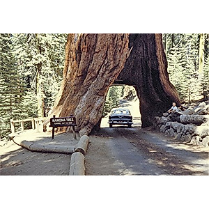 40 GIANT SEQUOIA Sequoiadendron Giganteum Sierra Redwood Tree Seeds