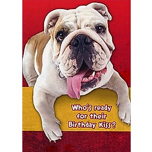 Designer Greetings Bulldog Ready for Birthday Kiss Funny : Humorous Dog Birthday Card
