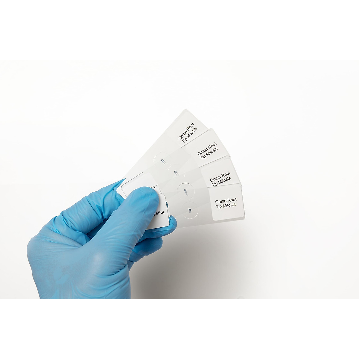 Onion Root Tips Cell Mitosis Microscope Slides, 10PCS College Level Plant Mitosis Slides for Genetics Biology Science Class