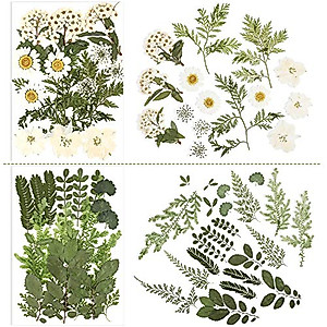 Nuanchu Pressed Flowers Resin Flowers for Resin Mold, Real Daisy Dried Flower Leaves Natural with Tweezers for Scrapbooking DIY Candle Accessories Jewelry Crafts Making (Fresh Style)