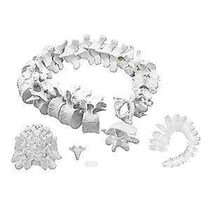 Disarticulated Human Spine Model, 50 Parts - Individual Axial Skeleton Bones: Vertebrae, Sacrum, Coccyx, & Intervertebral Discs - Life Sized - Medical Quality for Chiropractors - Eisco Labs