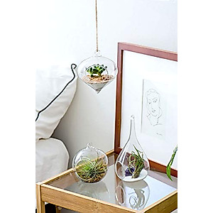 Mkono 3 Pack Glass Hanging Planter Air Fern Holder Terrarium Plants Hanger Vase Home Decoration Gift Idea for Succulent Moss Tillandsias Air Plants, Olive, Globe and Teardrop (Plant Not Included)