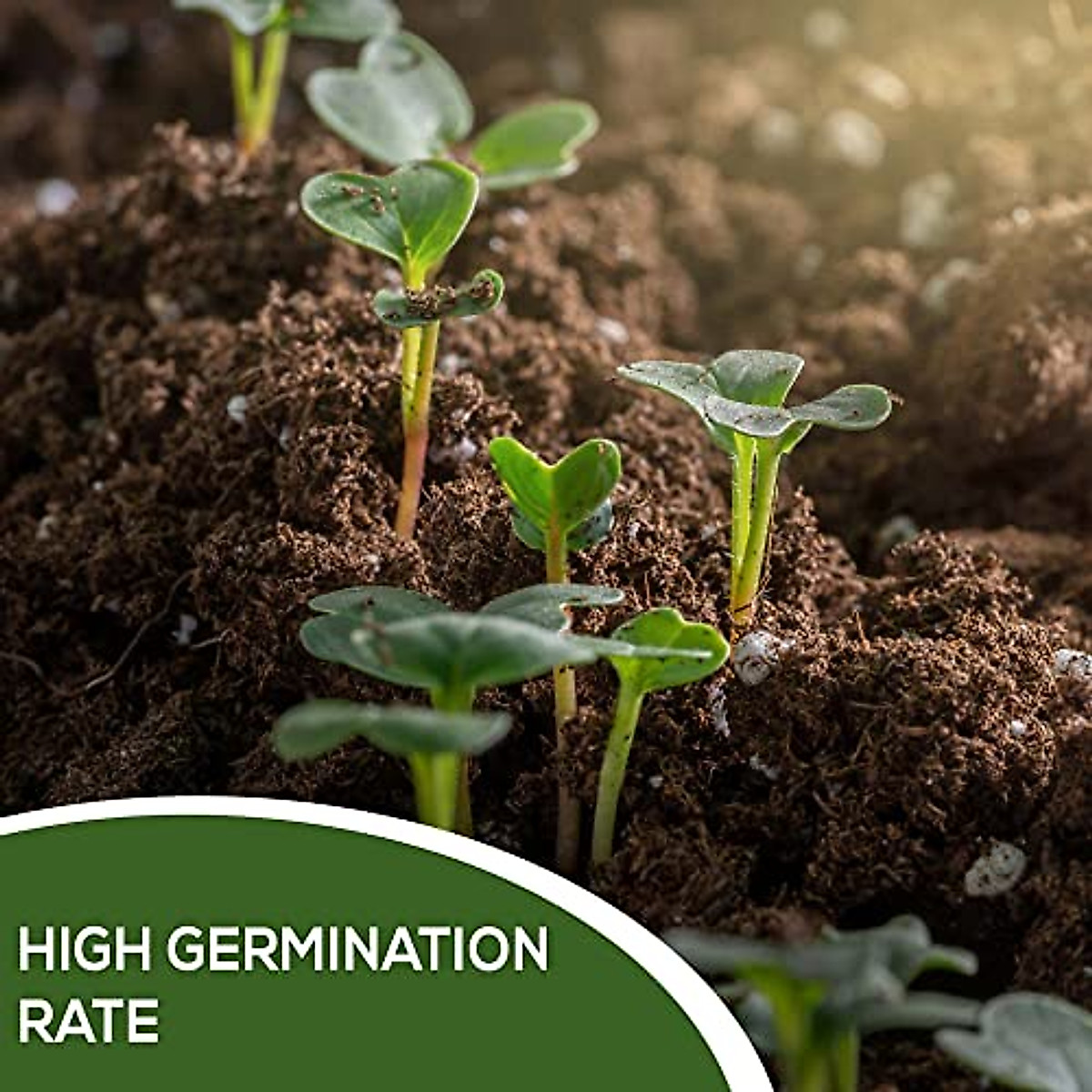 Medicinal and Tea Herb Seeds Collection - Over 4,500 Heirloom and Non GMO Garden Seeds for Planting Indoor, Outdoor & Hydroponic - Includes Basil, Lemon Balm, Chamomile, Lavender, and More