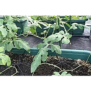 CTKcom Adjustable 360 Degree Water Flow Irrigation Drippers on Stake Emitter Drip System,Pack of 50