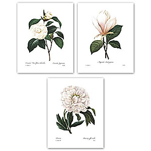 White Flower Art - 8x10 Inch French Botanical Prints, Redoute Illustrations, Set of 3 - Unframed