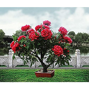 Peony Seeds - 10 Seeds - Mixed Colors, Great for Bonsai, Container or Outdoor Growing