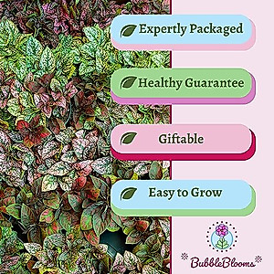 Polka-dot-Plant, Hypoestes phyllostachya, Live in a 2 inch Pot Tiny Mini Pixie Plant