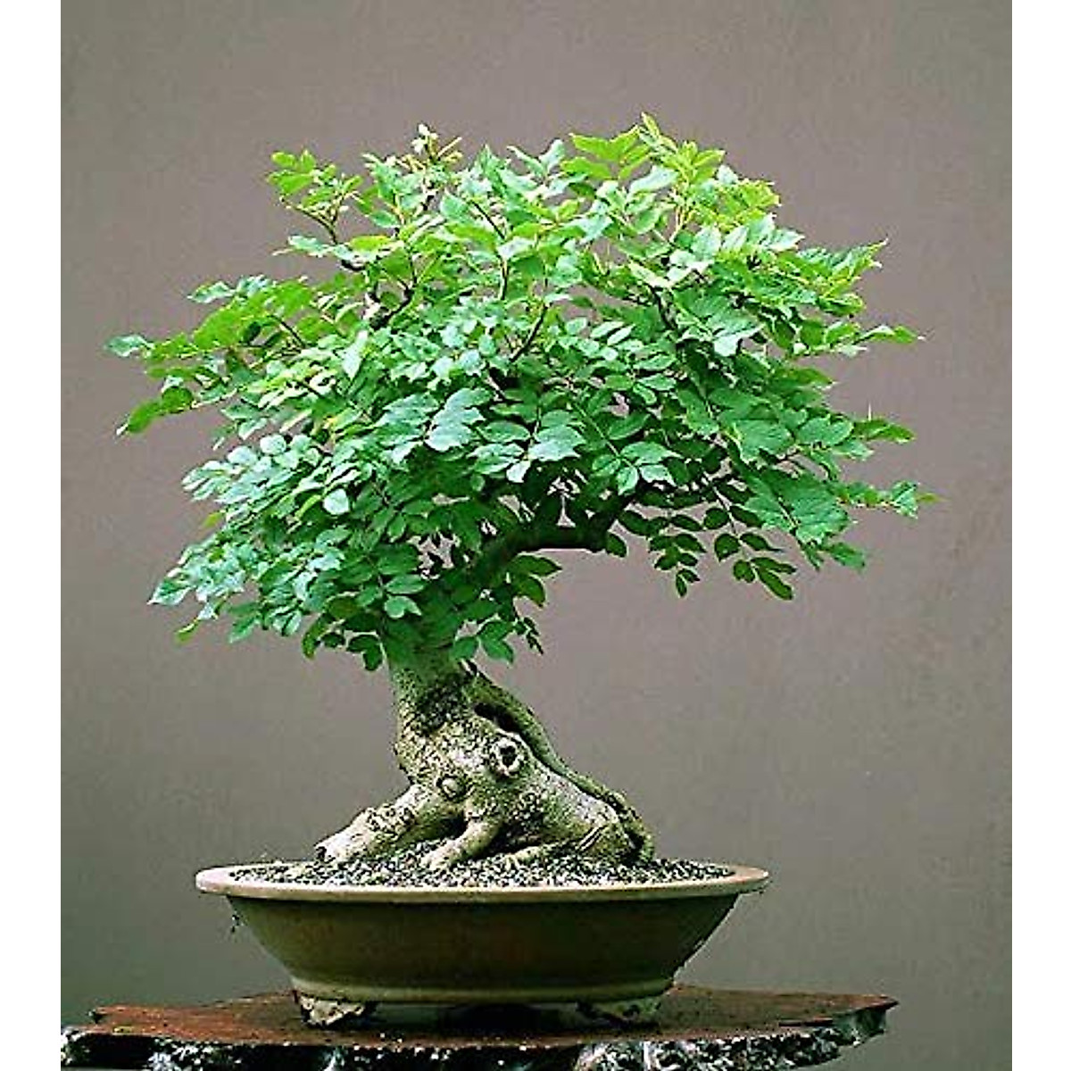 Bonsai Seed Bundle #3 - Japanese Red Maple, Black Cherry, Tree of Life Seeds Bundle Ships from Iowa, USA
