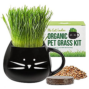 The Cat Ladies Organic Cat Grass Growing kit with Seed Mix, Soil and Black Cat Planter. Natural Hairball Control and Digestion Remedy for Cats