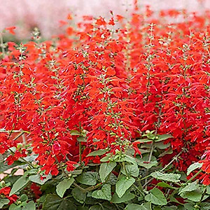 Outsidepride Perennial Salvia Coccinea Sage Scarlet Wild Flowers Attracting Beneficial Insects & Hummingbirds - 5000 Seeds