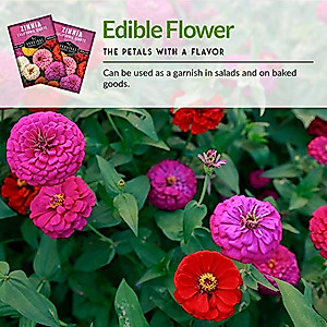 Survival Garden Seeds - California Giants Zinnia Seed for Planting - Packet with Instructions to Plant and Grow Zinnia Elegans Plants in Your Home Vegetable Garden - Non-GMO Heirloom Variety