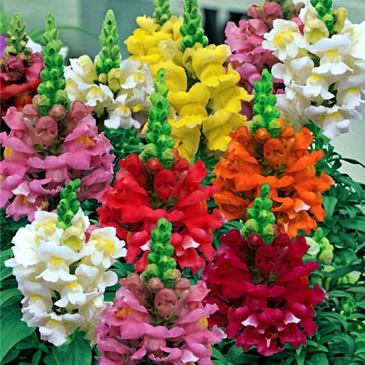 Multicolor Tall Snapdragon Seed Mix 1000+ Seeds for Planting Non-GMO