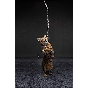 CAT DANCER Jungle Cat Wand 2 Pack, Multi Color (305),Medium Breeds