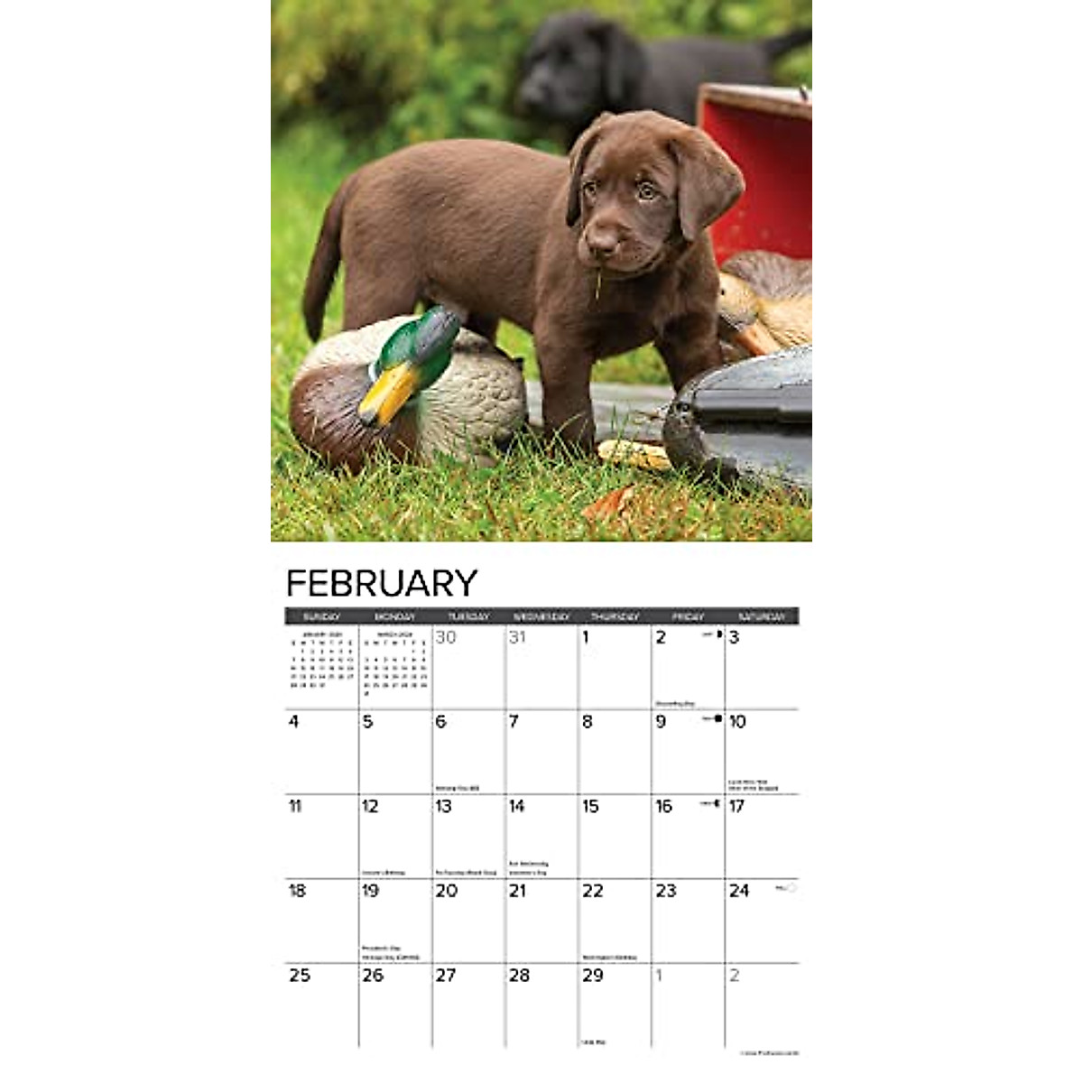 Willow Creek Press Lab Puppies Monthly 2024 Wall Calendar (12" x 12")