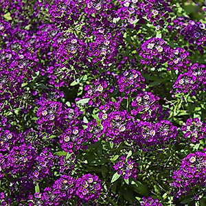 Outsidepride Alyssum Oriental Nights Purple Spreading Ground Cover Plant & Low Growing Flowers - 5000 Seeds