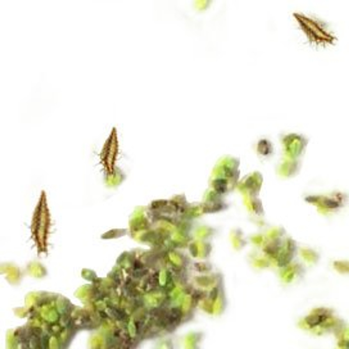 Nature's Good Guys Green Lacewing 1,000 Eggs - Ready To Use - Slow Release Hanging Bag