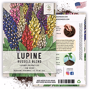 Seed Needs, Mixed Lupine Russell Seeds - 250 Heirloom Seeds for Planting Lupinus polyphyllus - Profuse Colorful Blooms for a Butterfly Garden, Attracts Pollinators (1 Pack)
