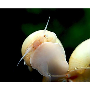 Aquatic Arts 1 Live Ivory Mystery Snail | Freshwater Aquarium Control / Glass Clearer | Safe in Tetra / Guppy / Betta Fish Tanks | Tank Decor
