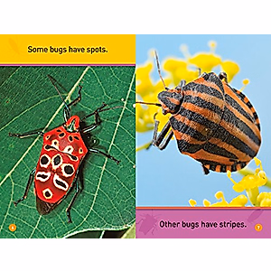 Bugs! (National Geographic Kids Readers, Pre-Reader)