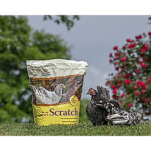 Manna Pro Ultimate Scratch Chicken Feed | Nutrient Rich Chicken Treat | 10 LB Chicken Scratch