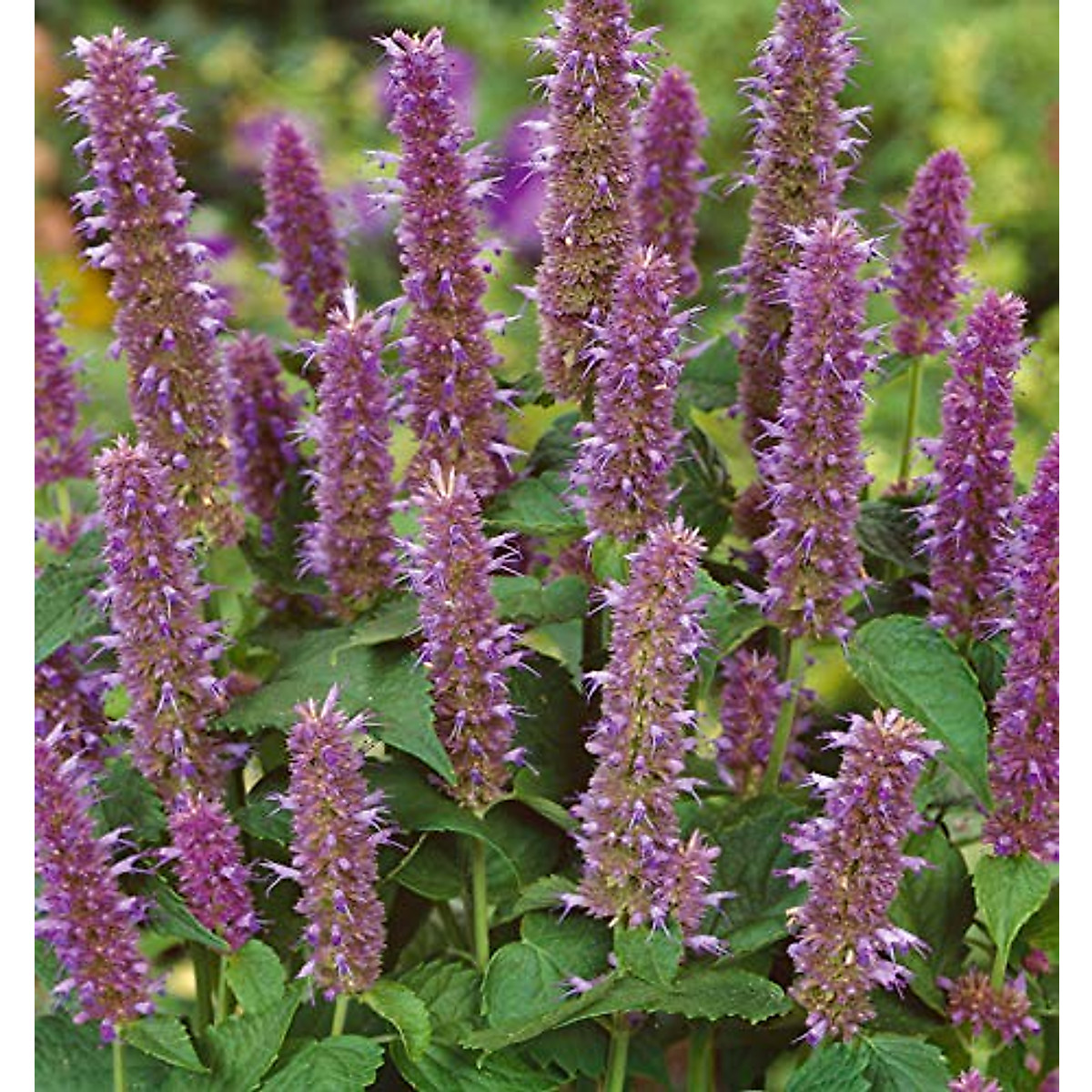 Outsidepride Agastache Anise Hyssop Herb Garden Plant Seed - 10000 Seeds