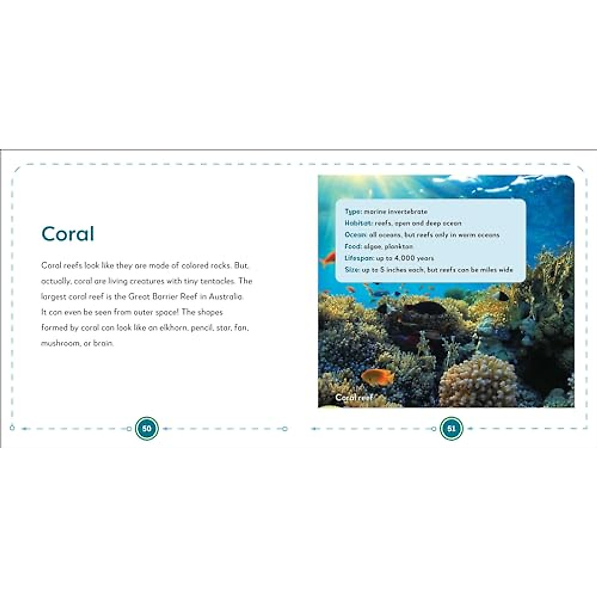 My First Book of Ocean Animals: All About Marine Wildlife for Kids