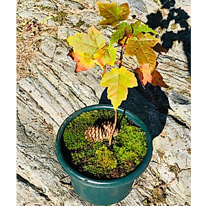 Froze Red Maple Tree - 12-16inch Tall Seedling - Quart Pot - Live Plant - Acer rubrum