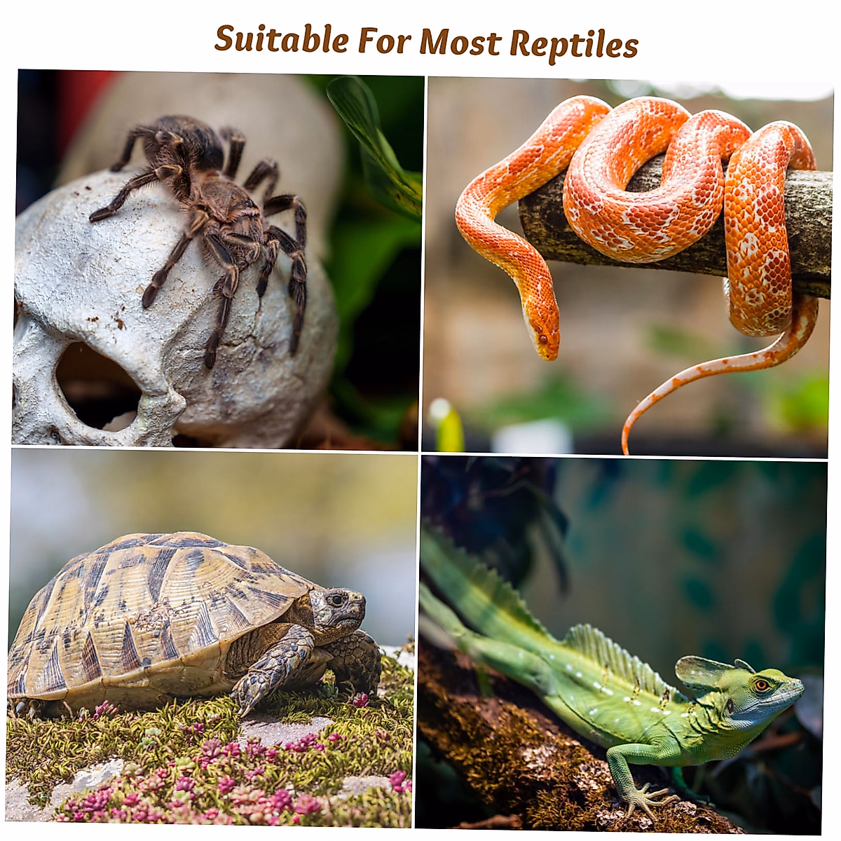 6pcs Cylinder Lock Turtle Terrarium Buckle Glass Pet Tank Latch Turtle Glass Tank Buckle Reptile Feeding Tank Buckle Reptile Tank Latch Plastic Turtle Tank Buckle Turtle Tank Latch