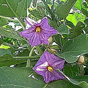 CHUXAY GARDEN 30 Seeds Easter Eggplant, Solanum Ovigerum,Ornamental Eggplant Fresh Vegetables Delicious Healthy Vegetable Gardening Gifts Great for Garden