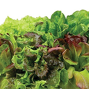 AeroGarden Heirloom Salad Greens Mix Seed Pod Kit - Salad Kit for AeroGarden Indoor Garden, 6-Pod