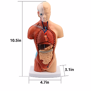 Human Body Model Removable Anatomy Model Teaching Medical Education 15 Parts Human Torso Organs Model