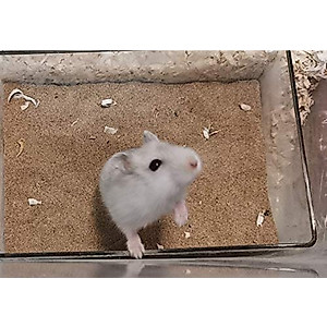 Cumuiu Hamster Sand Bathroom Clear Acrylic Toilet Tray Bathroom for Hedgehog Squirrel Hamster Guinea Pigs and Small Animal (Small)