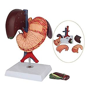 Educational Model, Assembly Educational Model Hepatopancreatic Duodenal Section Model Duodenal Anatomical Model Human Internal Organs Anatomical Model For Study Teaching Model For School,Education Te