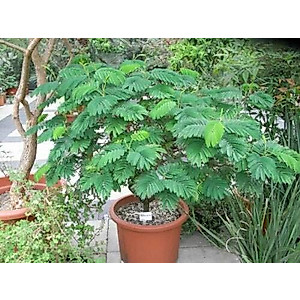 20+ Pink Albizia Julibrissin Tree Flowers Seeds Acacia Mimosa Home Bonsai