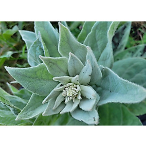1000 Great Mullein Seeds (Verbascum Thapsus)